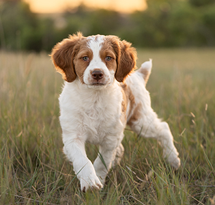 Tequila Kennels - Brittany Field Trial Training and Handling by Ed ...